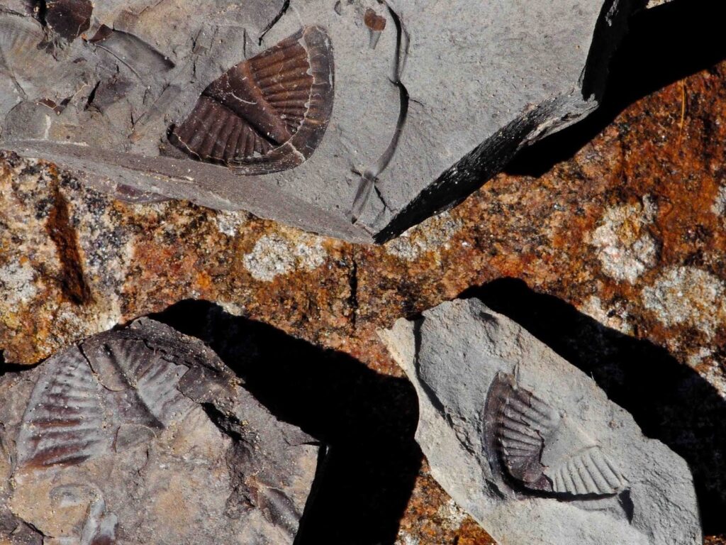 Fossil Hunting at Craigleith Provincial Park - solitaryadventurer.com